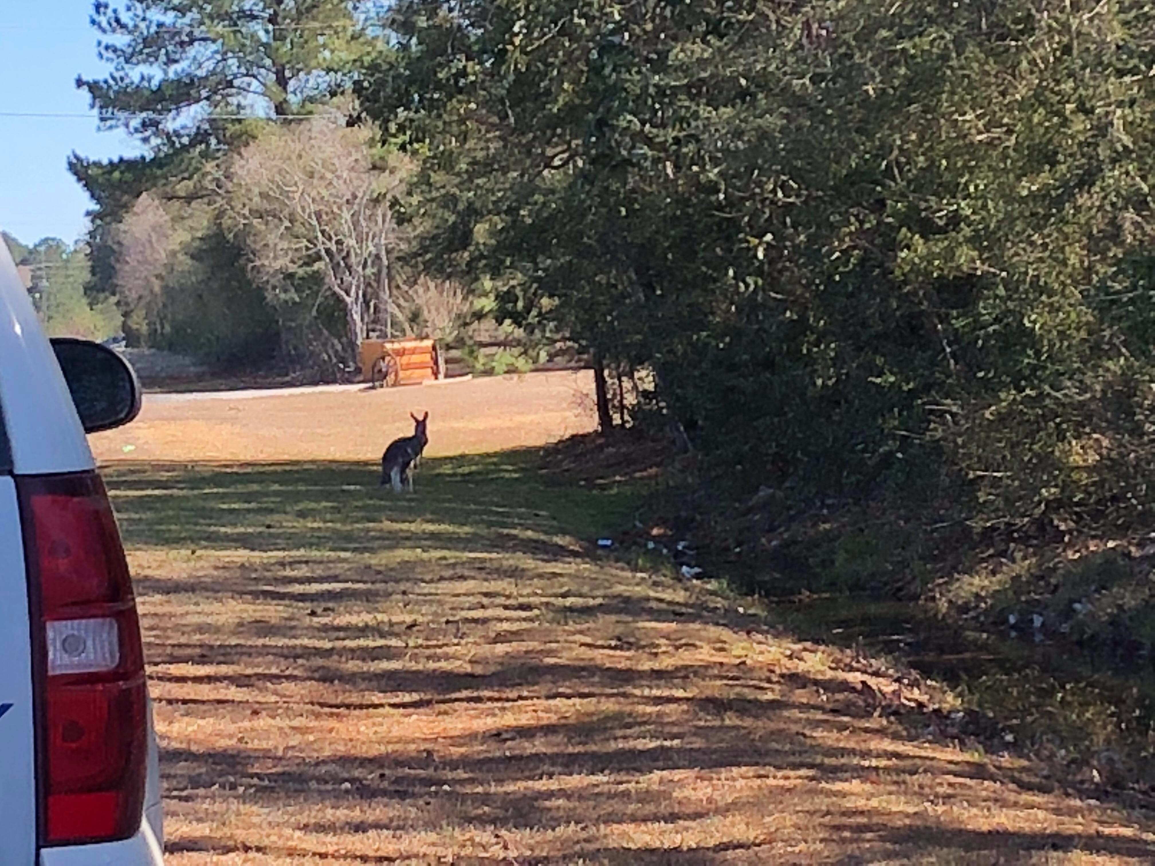 Pet kangaroo breaks loose in Texas, hops down Highway 69 | 12news.com Pet kangaroo breaks loose in Texas, hops down Highway 69 | 12news.com